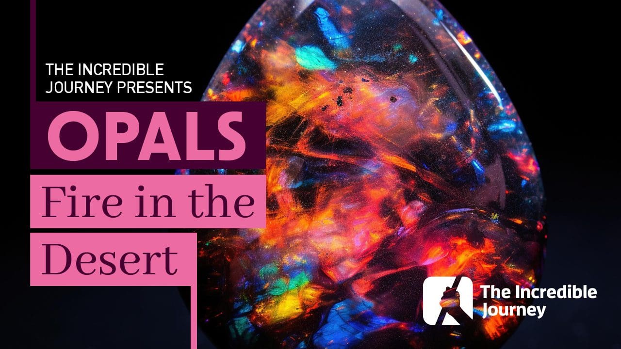 Watch our Programs - The Incredible Journey