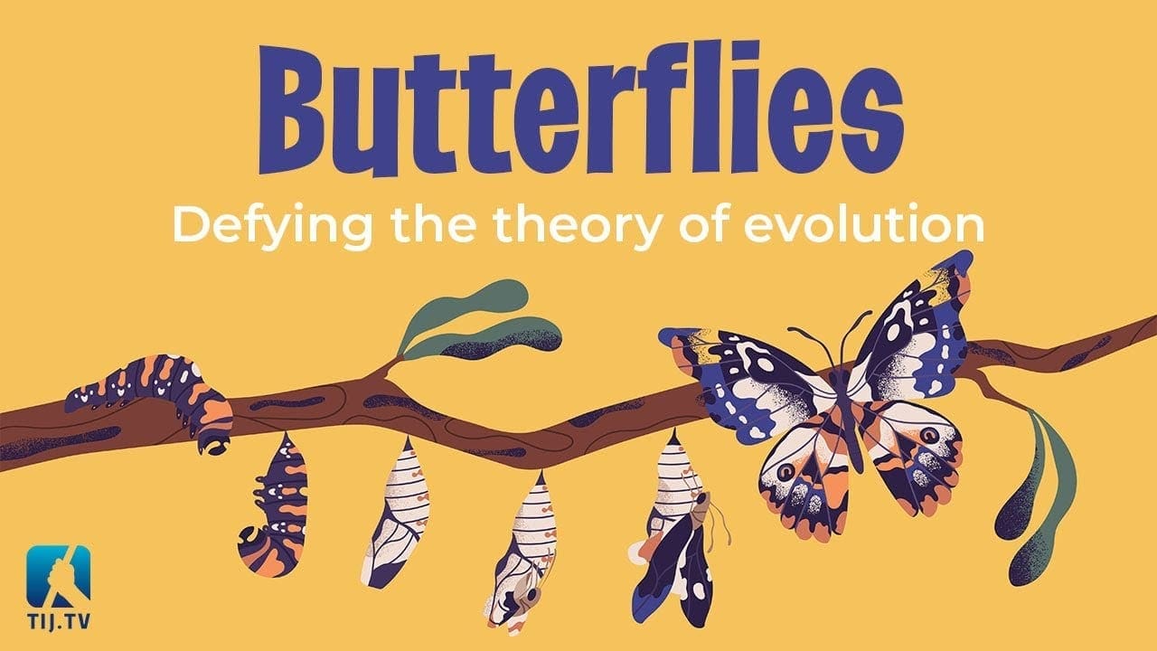Butterflies - Defying the Theory of Evolution - The Incredible Journey