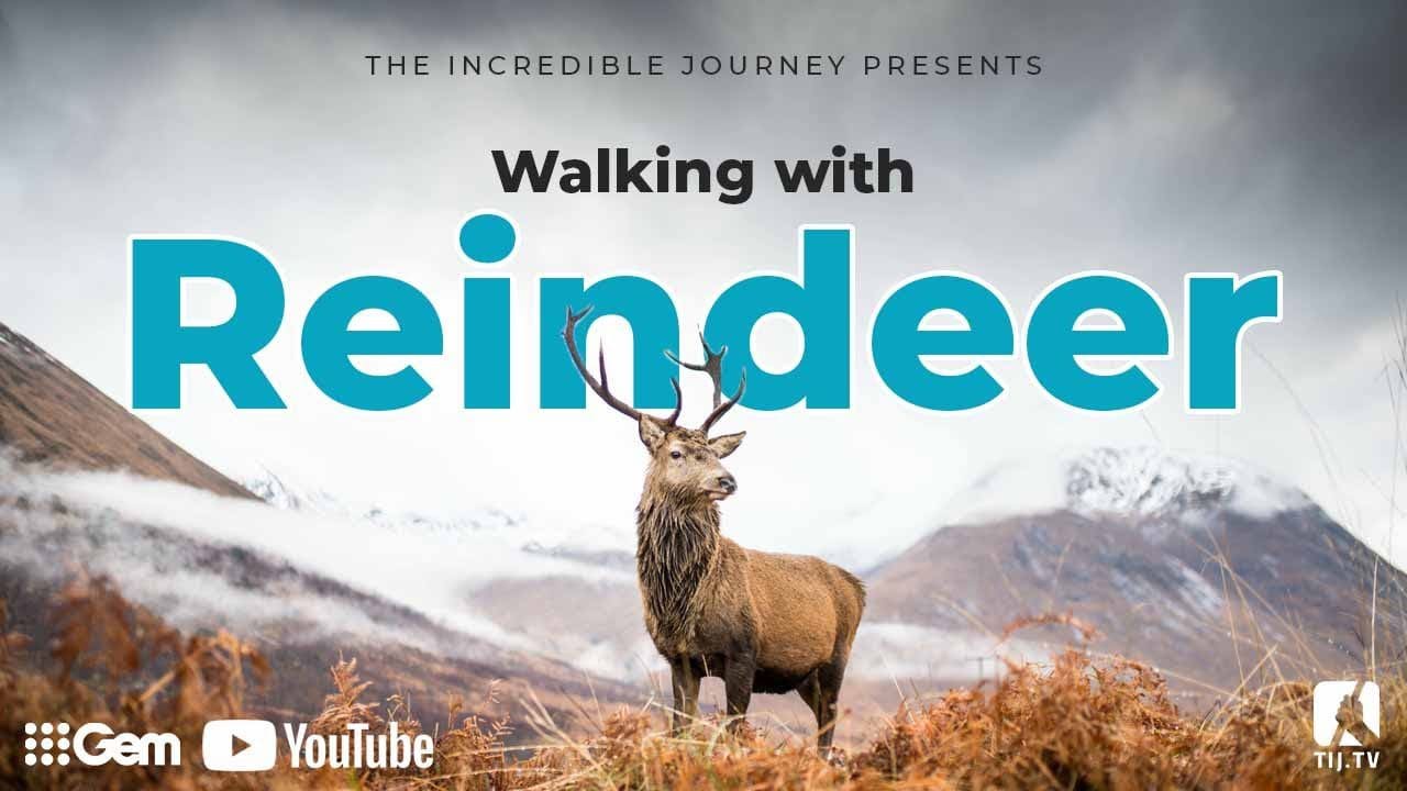 Walking With Reindeer - The Incredible Journey