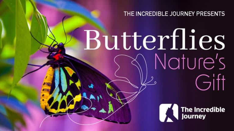 Watch our Full Programs - The Incredible Journey