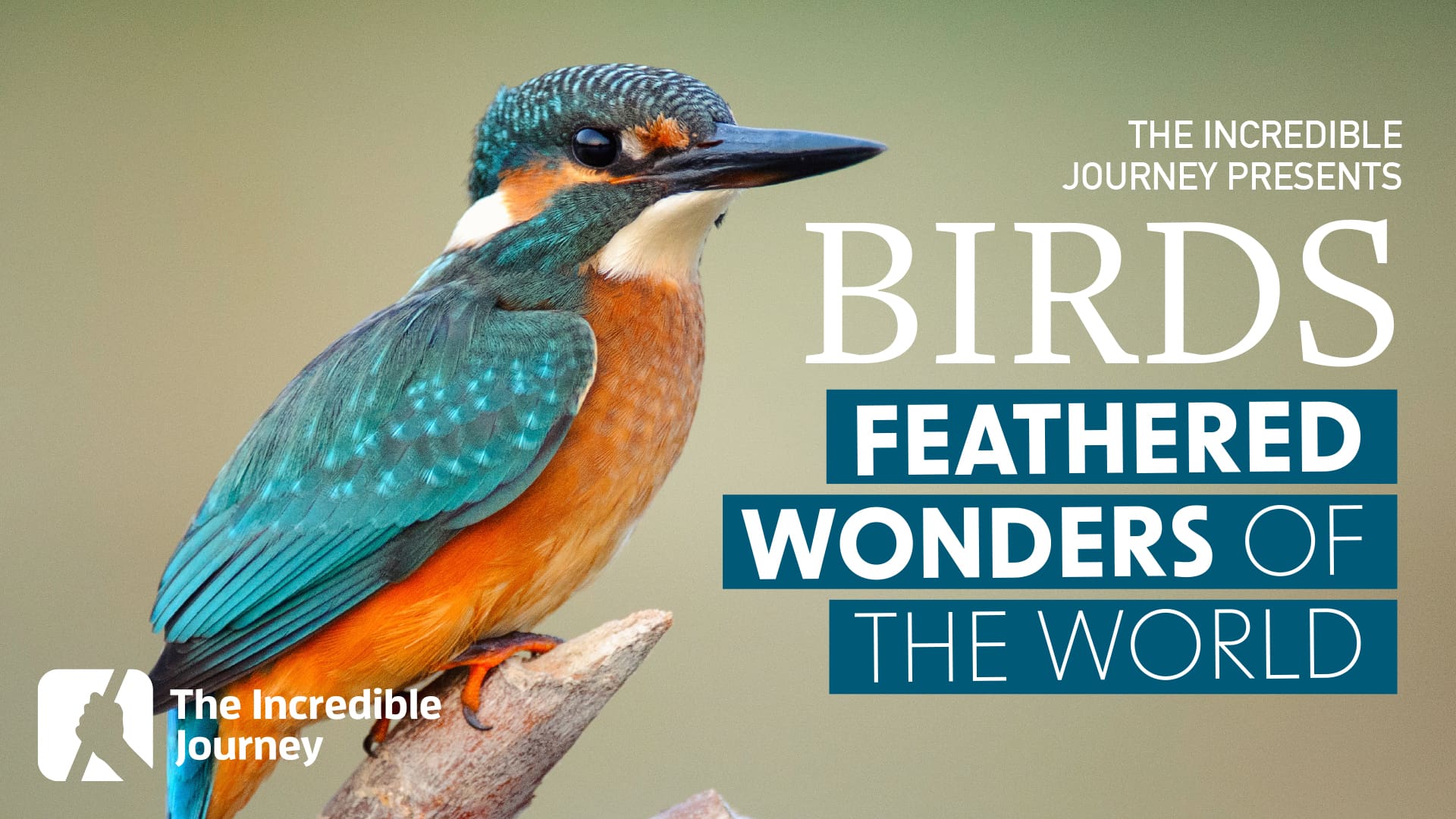 Birds – Feathered Wonders Of The World - The Incredible Journey